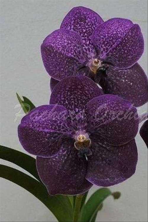 Орхидея Ванда V. Gracie's Heartthorb x Dr. Anek