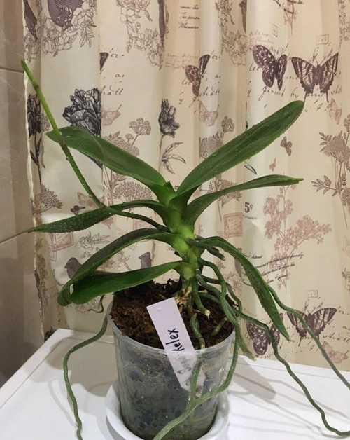 Орхидея Фаленопсис Сого Релекс