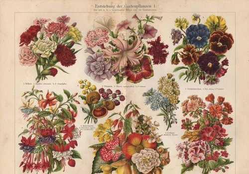 Литография. Садовые растения и кактусы. XIX век