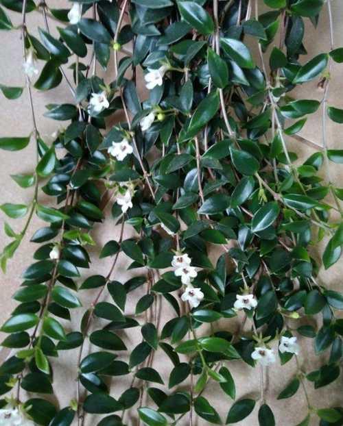 Кодонантус