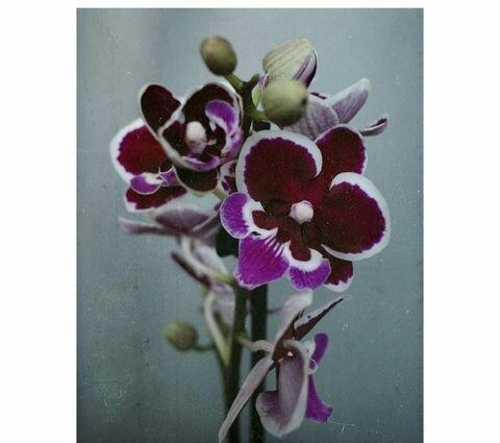 Цветущая орхидея фаленопсис Mini tini dolls