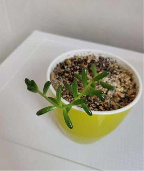 Растение Sedum rubrotinctum суккулент седум растен