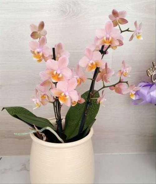 Орхидея Ароматная в керамике с фразой