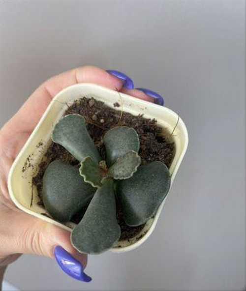 Суккулент Адромискус Купера (Adromischus cooperi)