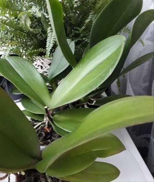 Орхидея фаленопсис, Мих,Сюрприз