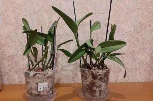 Орхидея Каттлея Сиреневая 8 бульб
