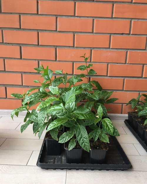 Саженцы Маракуйи