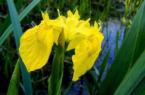 Ирис водный - Iris pseudacorus