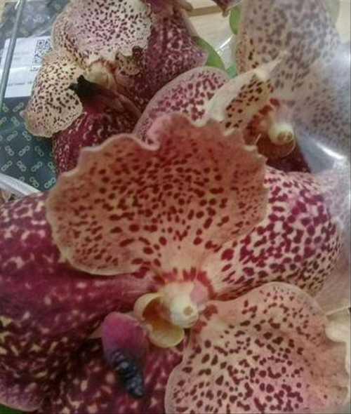 Орхидея Ванда цветущая