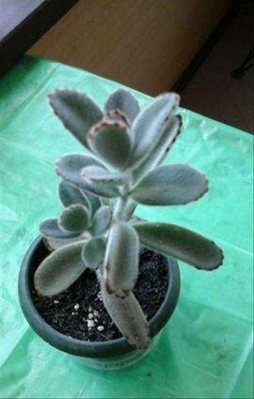 Каланхоэ войлочное Томентоза (Kalanchoe tomentosa)