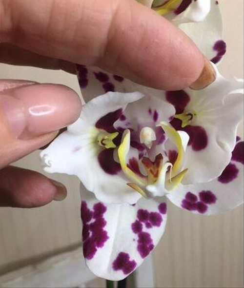 Орхидея бабочка-пилорик крупноцветковый цветет