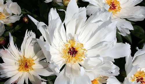 Пион Лоис Келси