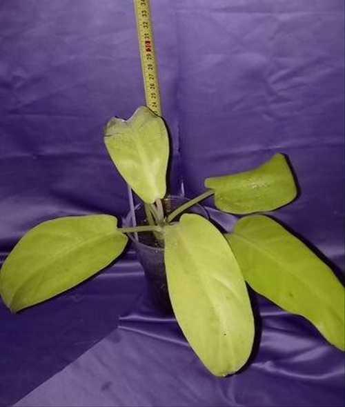 Филодендроны сортовые