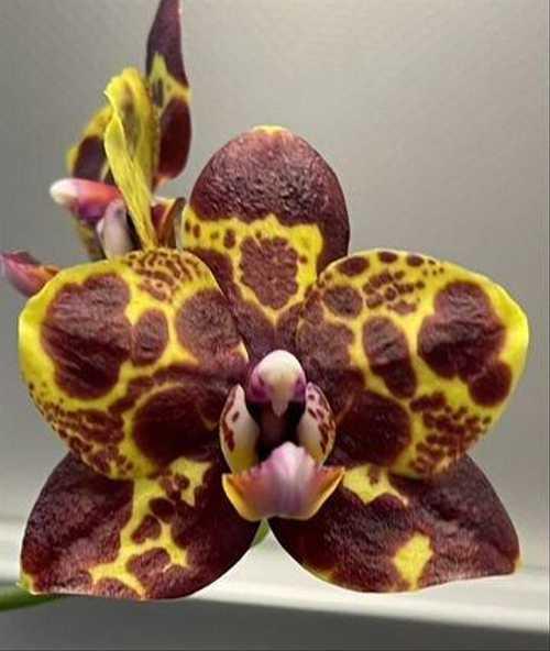 Орхидея фаленопсис Phal. GW Green World (Yaphon)