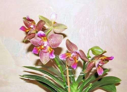 Орхидея фаленопсис сказка joy fairy tale