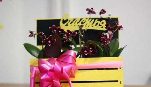 Подарочный набор 95834 с чёрная мини орхидеями