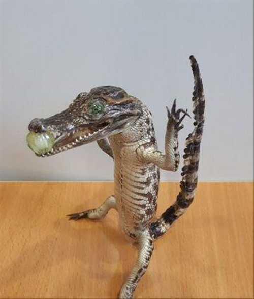 Крокодил чучело сувенир из Вьетнама
