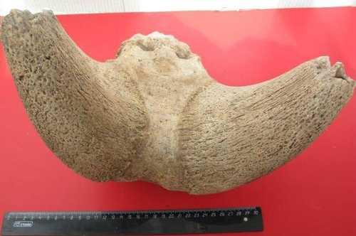 Палеонтология, череп ископаемого животного