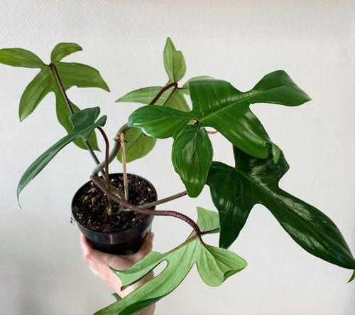 Филодендрон гитаровидный - Philodendron pandurifor