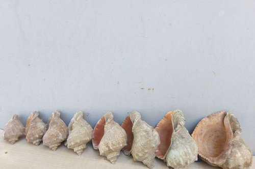 Ракушка рапана черноморского