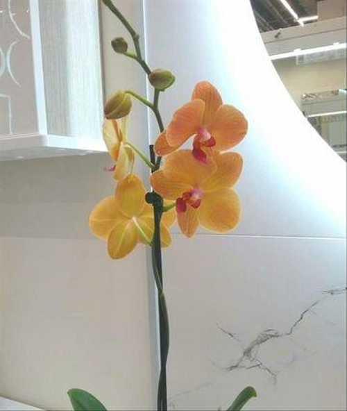 Шикарная персиковая Орхидея фаленопсис