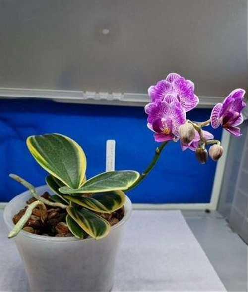 Орхидея фаленопсис Sogo Vivien
