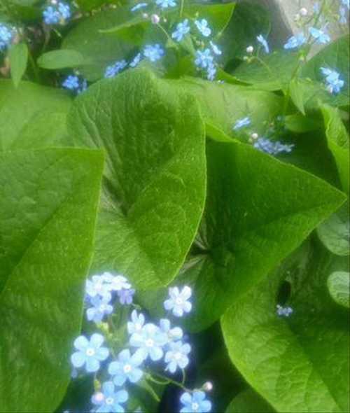 Цветы(Бруннера и незабудка)