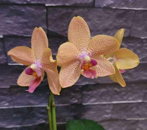 Орхидея фаленопсис Сансет лав