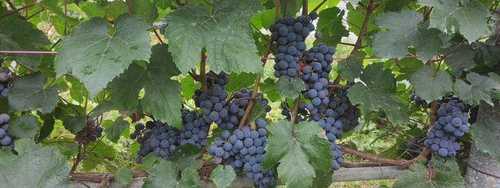 Черенки винограда выращенные в Подмосковье