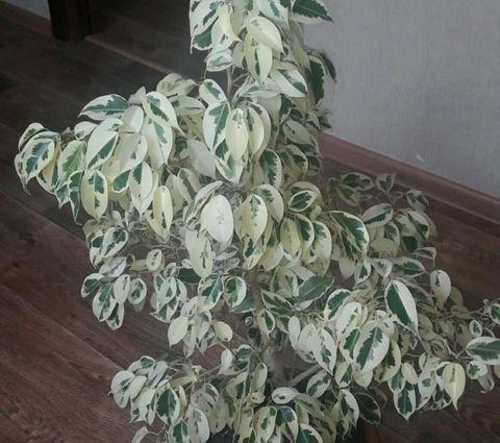 Фикус де гантель