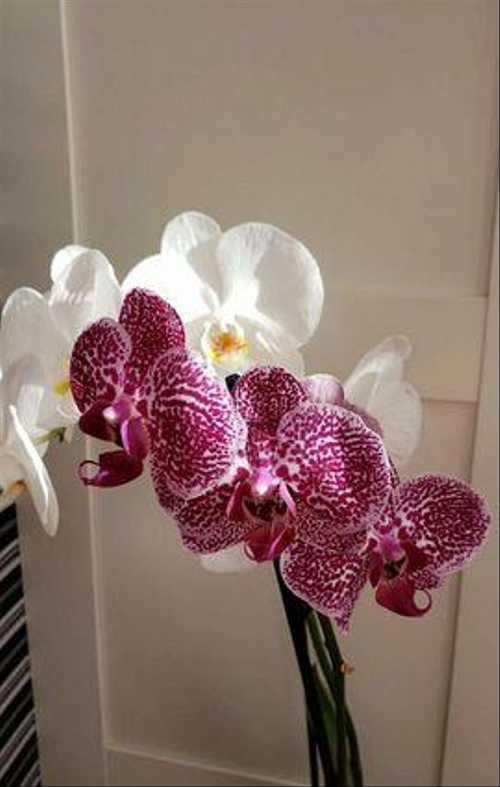 Орхидея фаленопсис 2шт