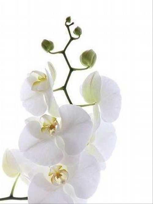 Орхидея белая фаленопсис микс