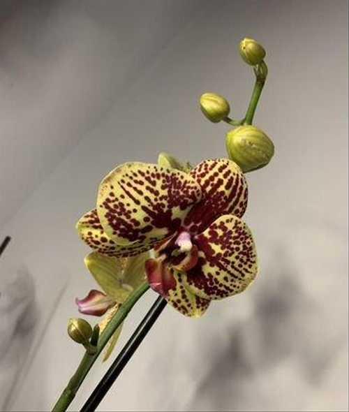 Орхидея фаленопсис 3 цветоноса KV Charmer