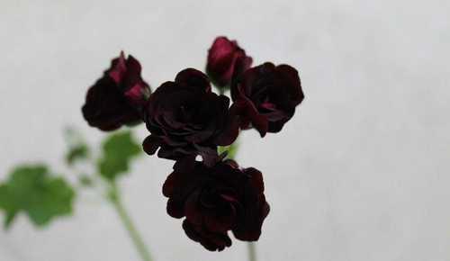Пеларгония Royal Black Rose, герань