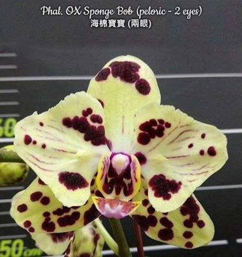 Phal. OX Sponge Bob (peloric - 2 eyes)