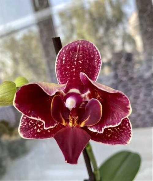 Орхидея фаленопсис Кимоно бабочка
