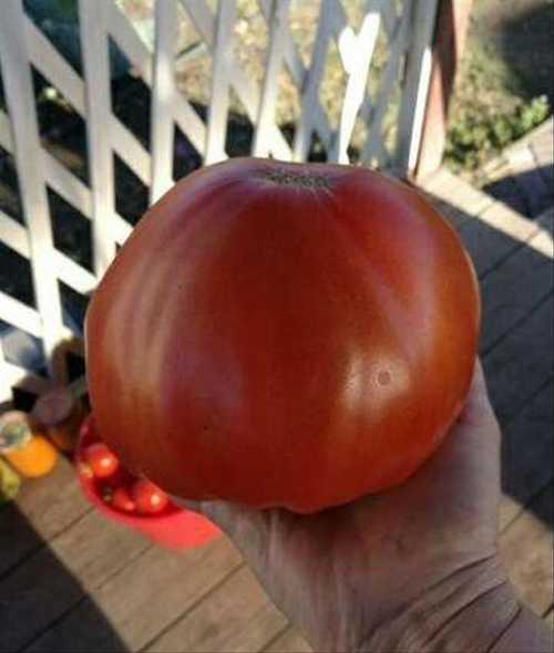 Семена томатов гигантов