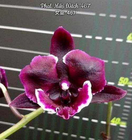 Орхидея Phal. Miki Witch '467'