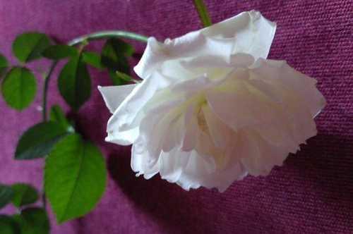 Бенгальская роза розовая махровая душистая