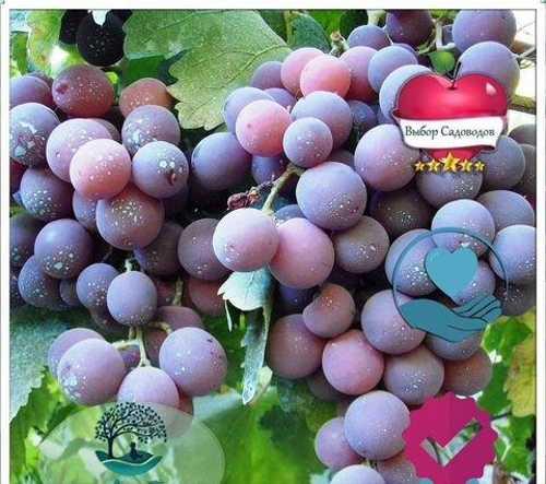 Саженцы винограда Кардинал Морозоустойчивый к-81