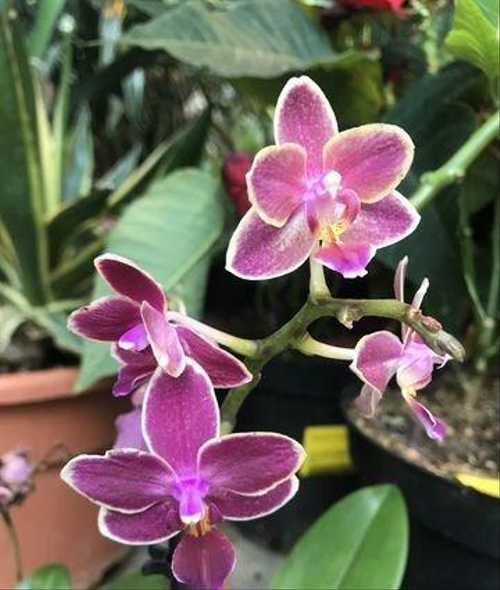 Орхидея фаленопсис мини, отцвела