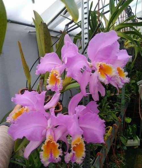 Орхидея катлея мосси типо