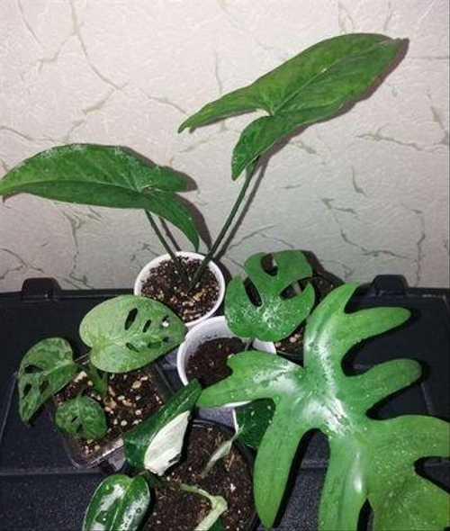 Ароидные растения набором 1