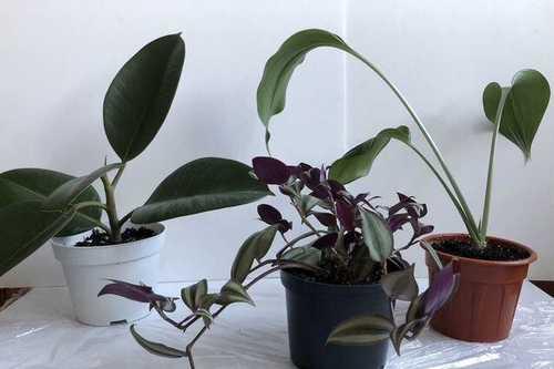 Комнатные растения: традесканция, лилия, фикус