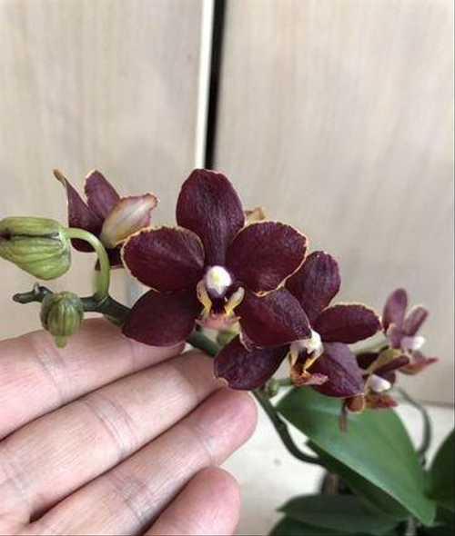 Орхидея фаленопсис Эсми
