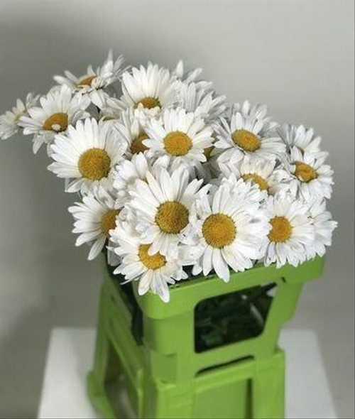 Ромашка 25 штук опт