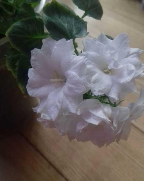 Кампанула махровая