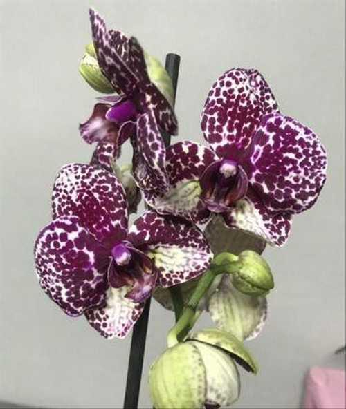 Орхидея фаленопсис Дикий Кот бабочка