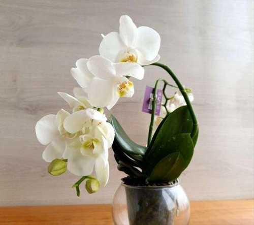 Белая орхидея в стекле ампельная 95505