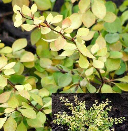 Барбарис тунберга Голден Хоризон саженец